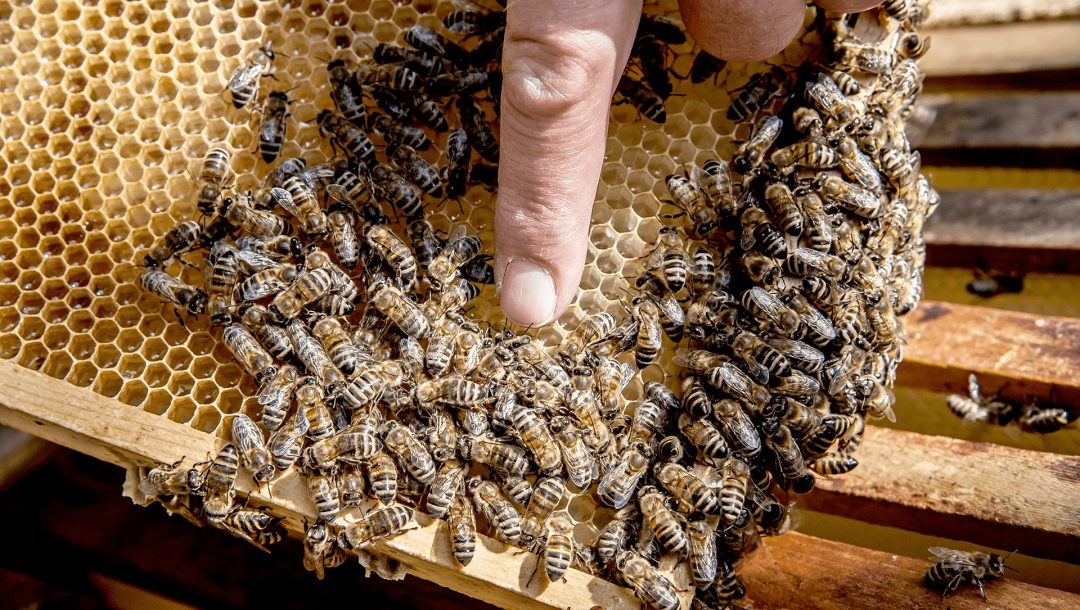 Über die Biene - Api-Zentrum Ruhr Informationen über Bienen